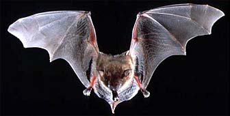 Bat lovers sing the virtues of a maligned mammal - SWI swissinfo.ch