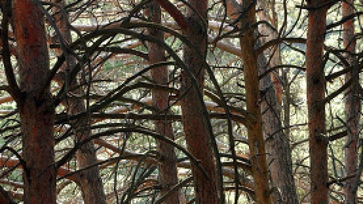 why do pine trees make noise