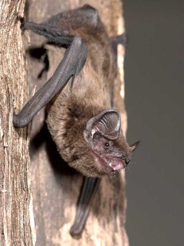 Bats - SWI swissinfo.ch