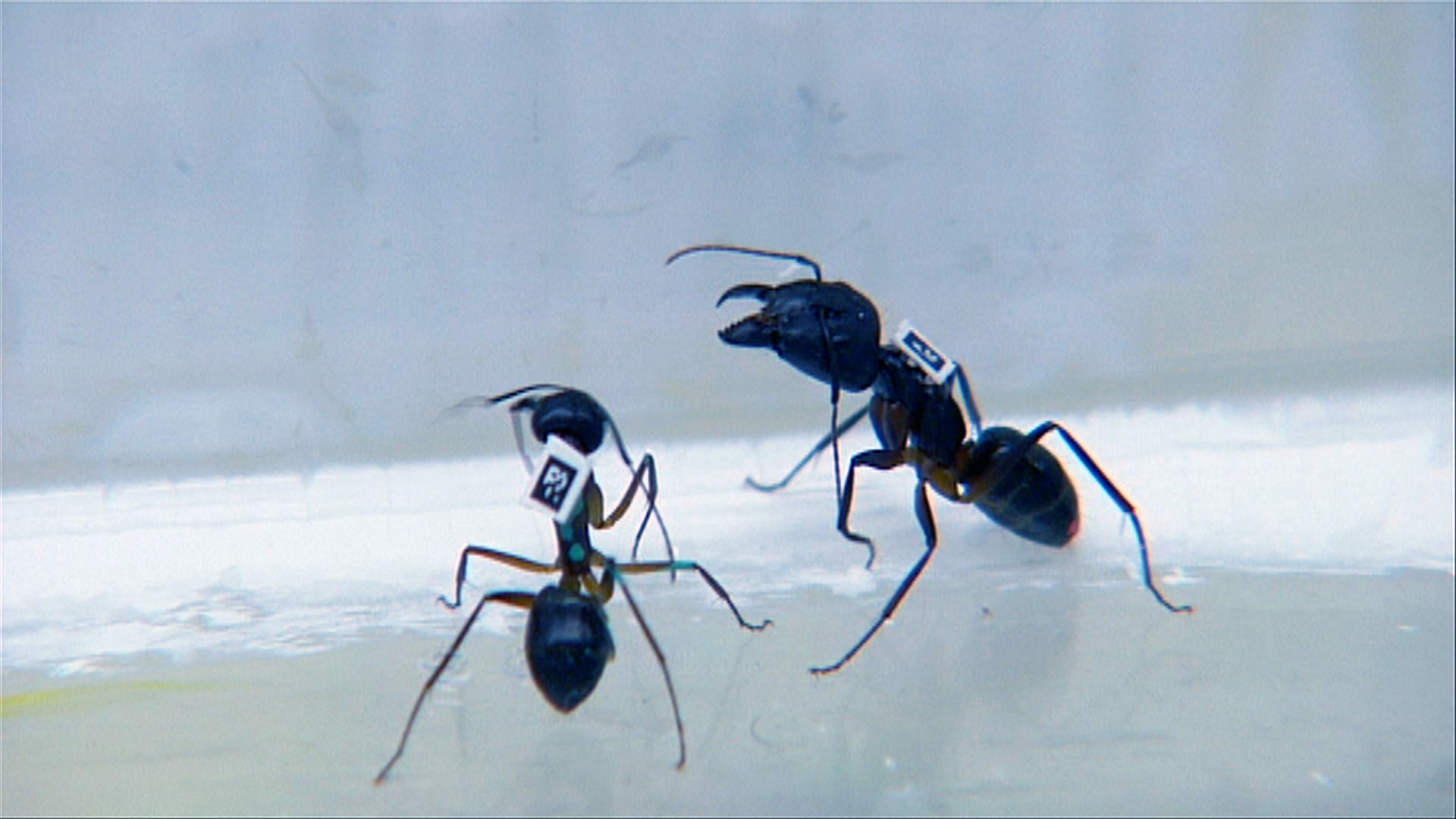 Deciphering Ant Society Swi Swissinfoch
