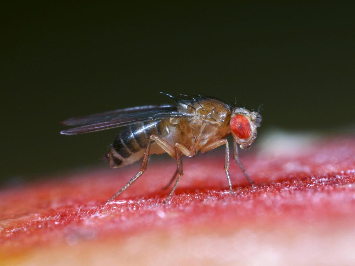 Fruit Fly Drosophila Melanogaster