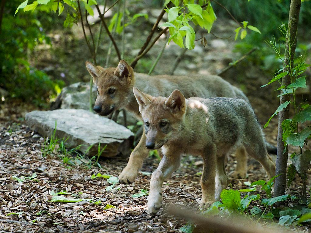 La polémique sur la chasse au loup est relancée - SWI swissinfo.ch