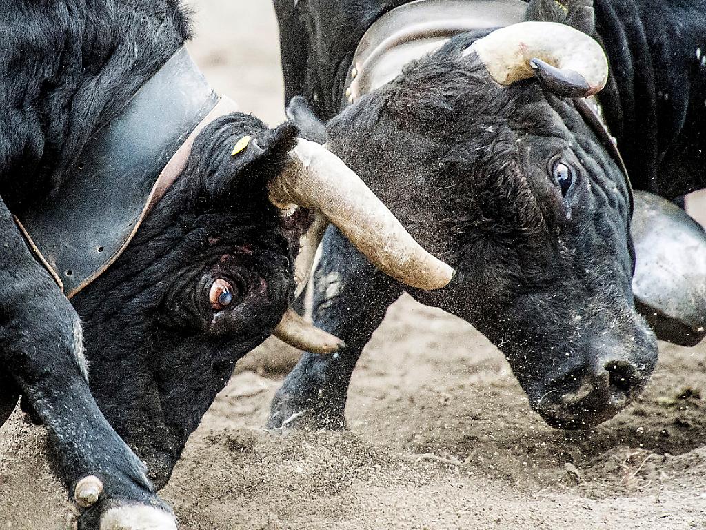Eringerkuh Ruby kämpft sich in Aproz VS zum Königinnentitel - SWI swissinfo.ch
