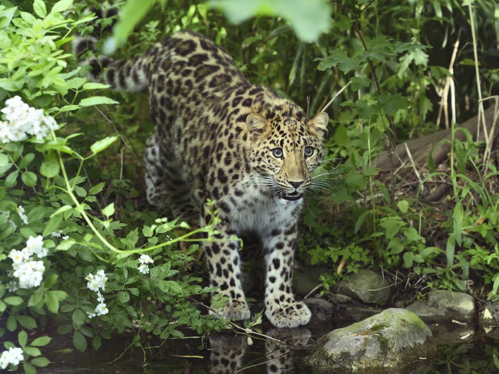 Brésil: un jaguar abattu après le passage de la torche olympique - SWI ...