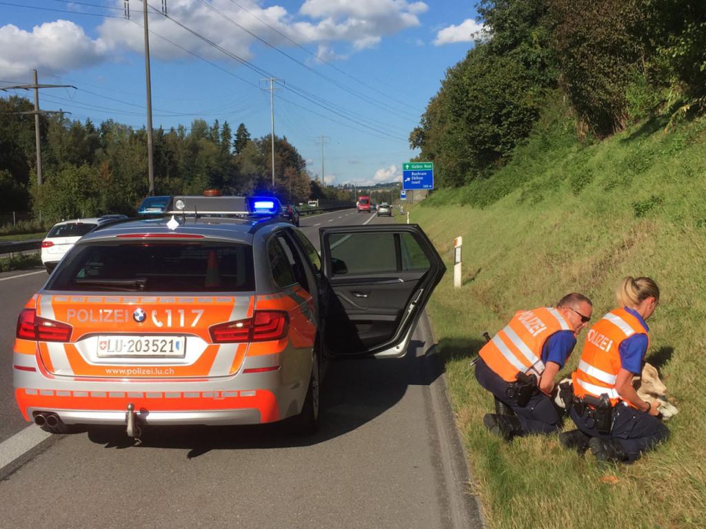 LU: capra ritrovata in autostrada ieri pomeriggio - SWI swissinfo.ch