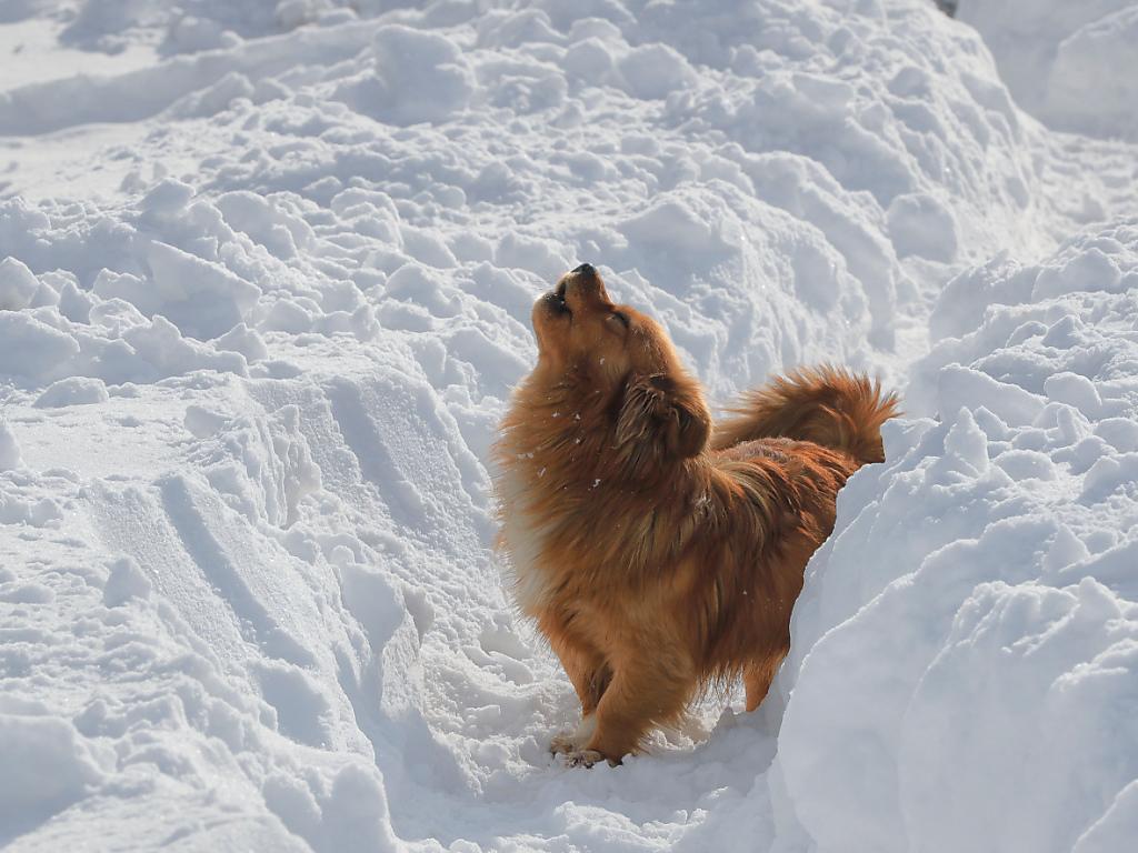 Alaska: cani e gatti come figli nei divorzi - SWI swissinfo.ch