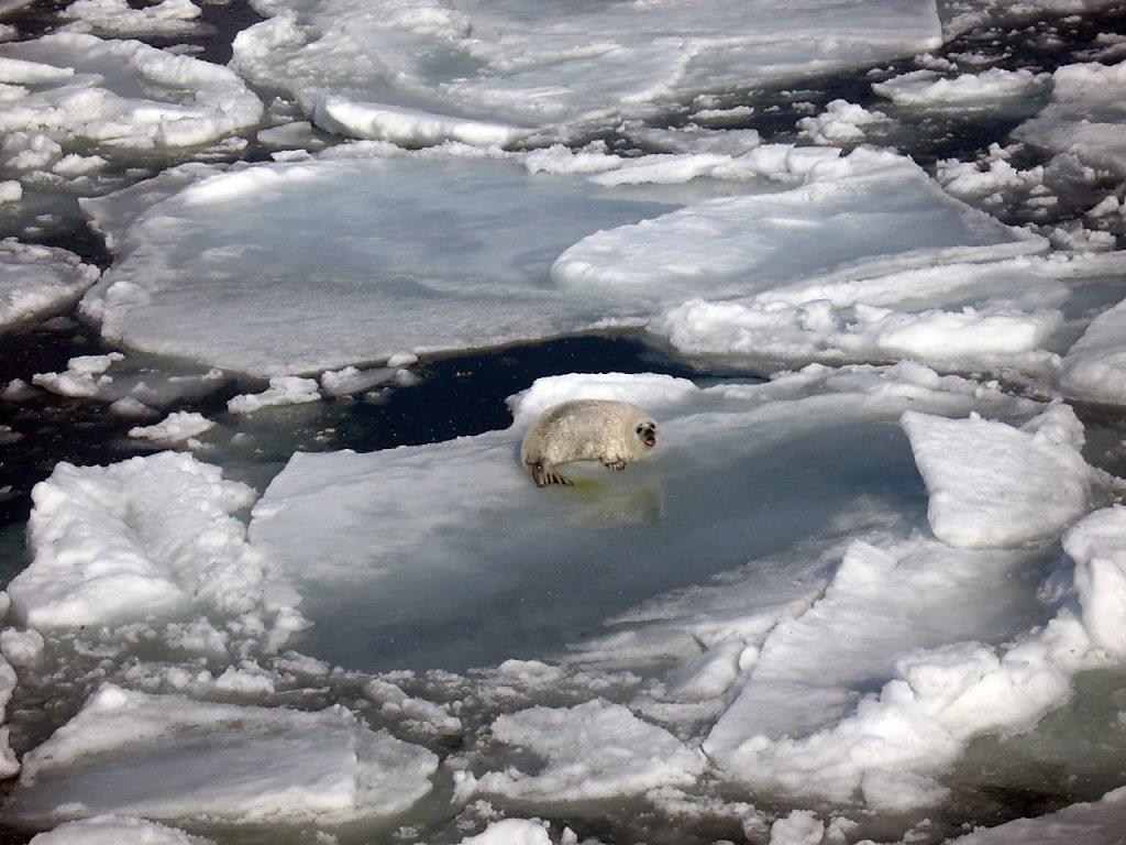Contenir le réchauffement sous 1,5°C sauverait la banquise arctique ...