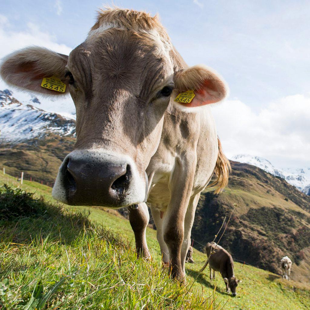 Man fined for threatening cows with gun - SWI swissinfo.ch