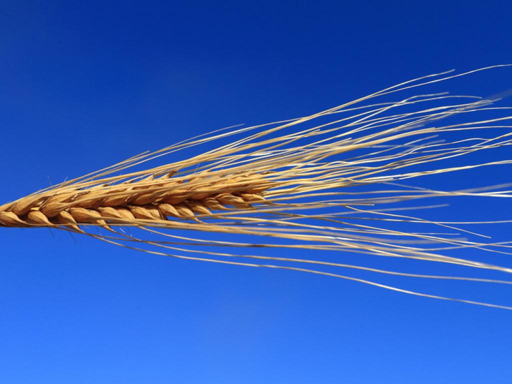 L'ADN de l'orge: la plus longue séquence connue à ce jour - SWI ...