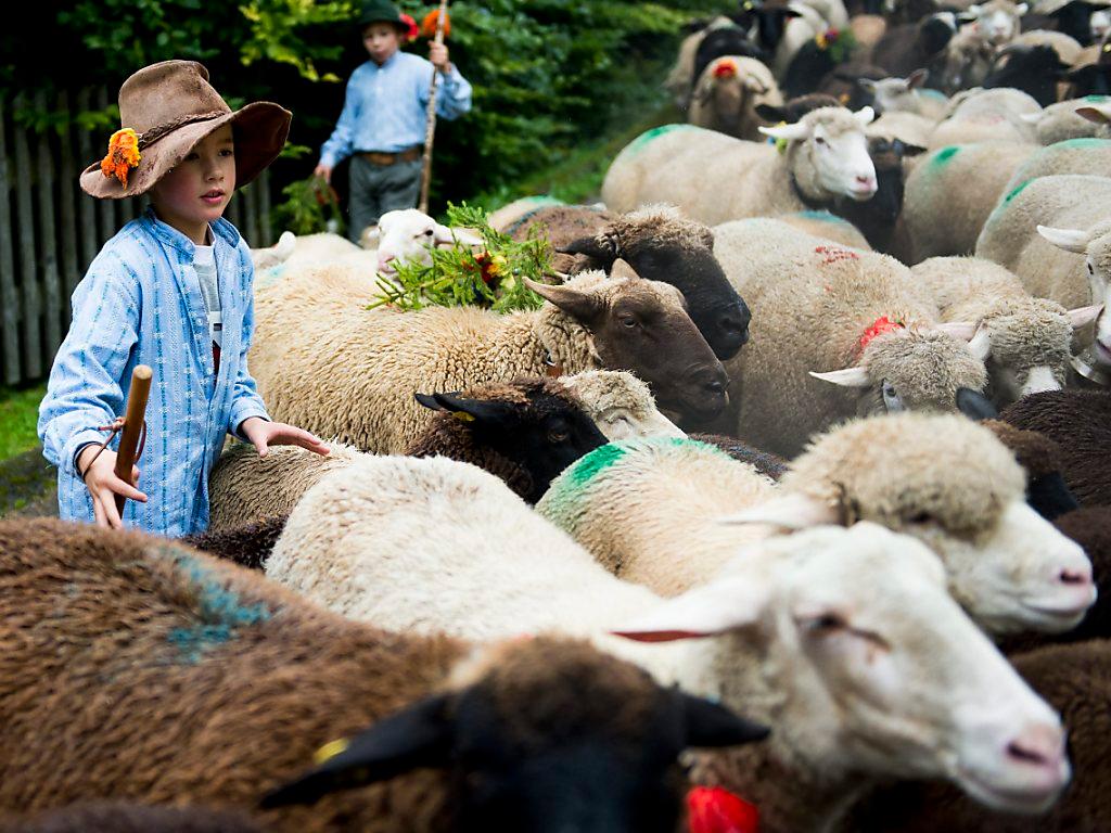 Première rencontre nationale des bergers, un métier qui monte - SWI ...