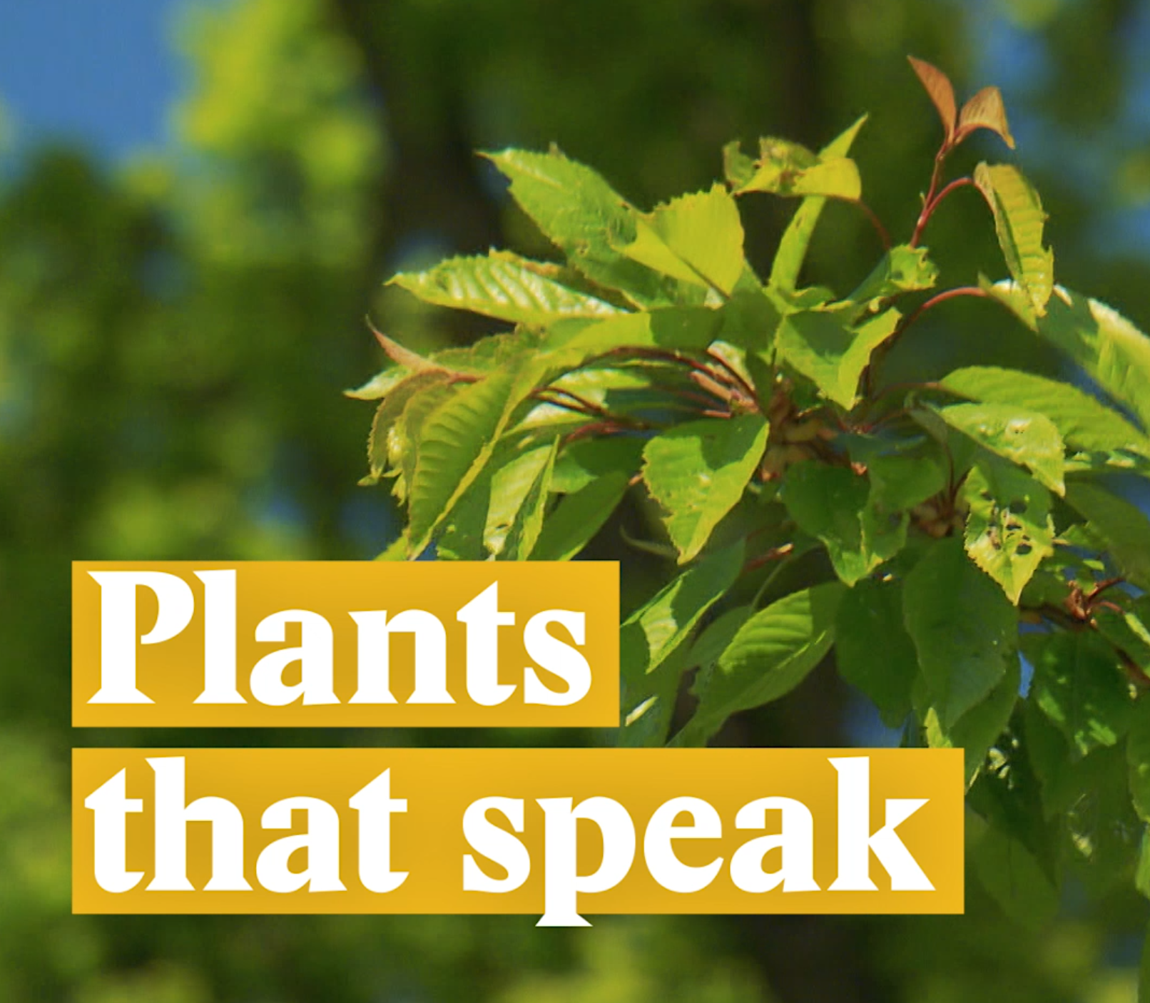 Talking plants - SWI swissinfo.ch