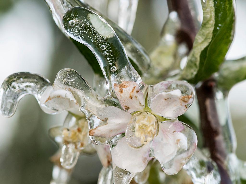 Le gel fait perdre 100 millions aux producteurs de fruits - SWI ...