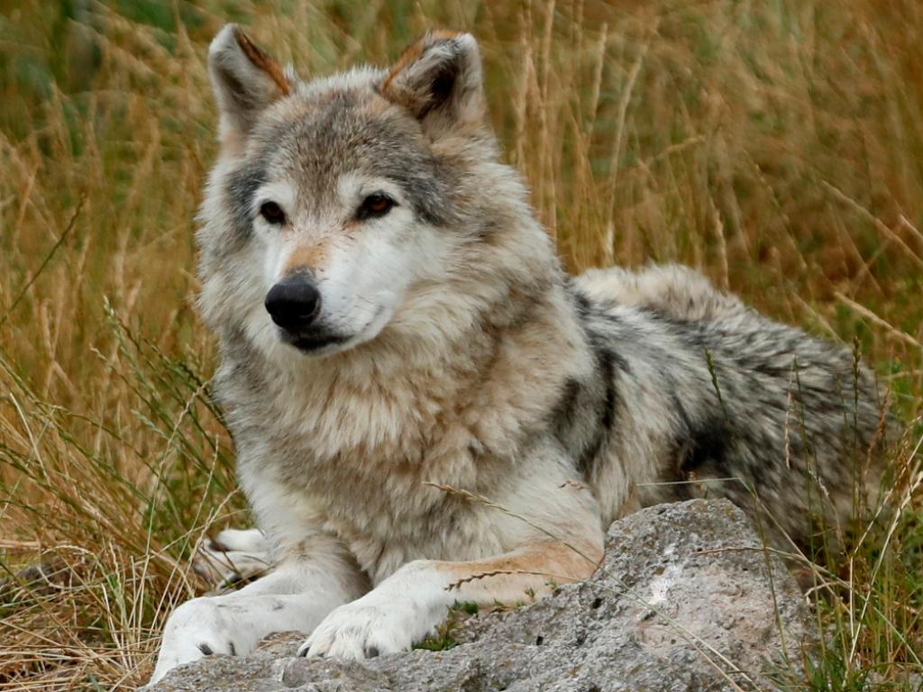 LU: tracce di lupo nel cantone, morta una capra - SWI swissinfo.ch