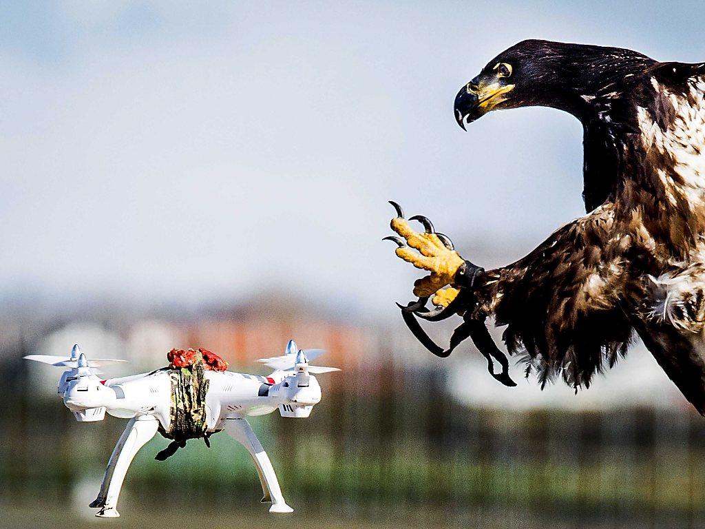 Les drones dérangent les oiseaux et les animaux sauvages - SWI swissinfo.ch