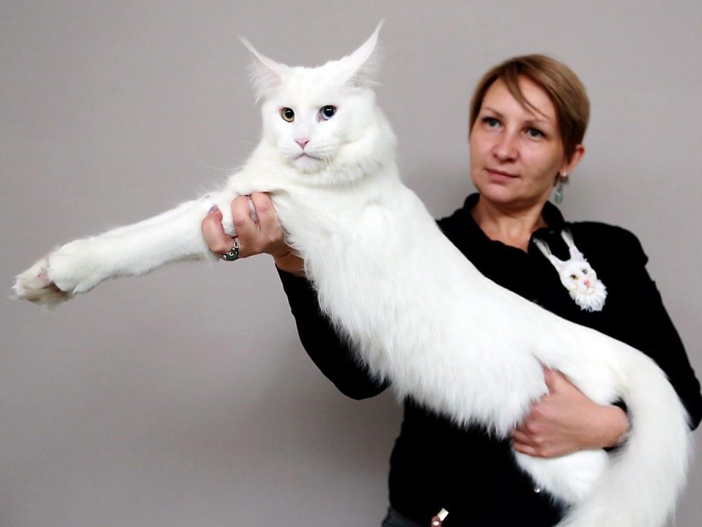 Italia: nel Pavese vive il gatto vivente più lungo del mondo - SWI ...