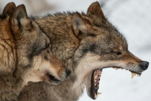 Lobos seriam companheiros de matilha mais generosos que os cães - SWI ...