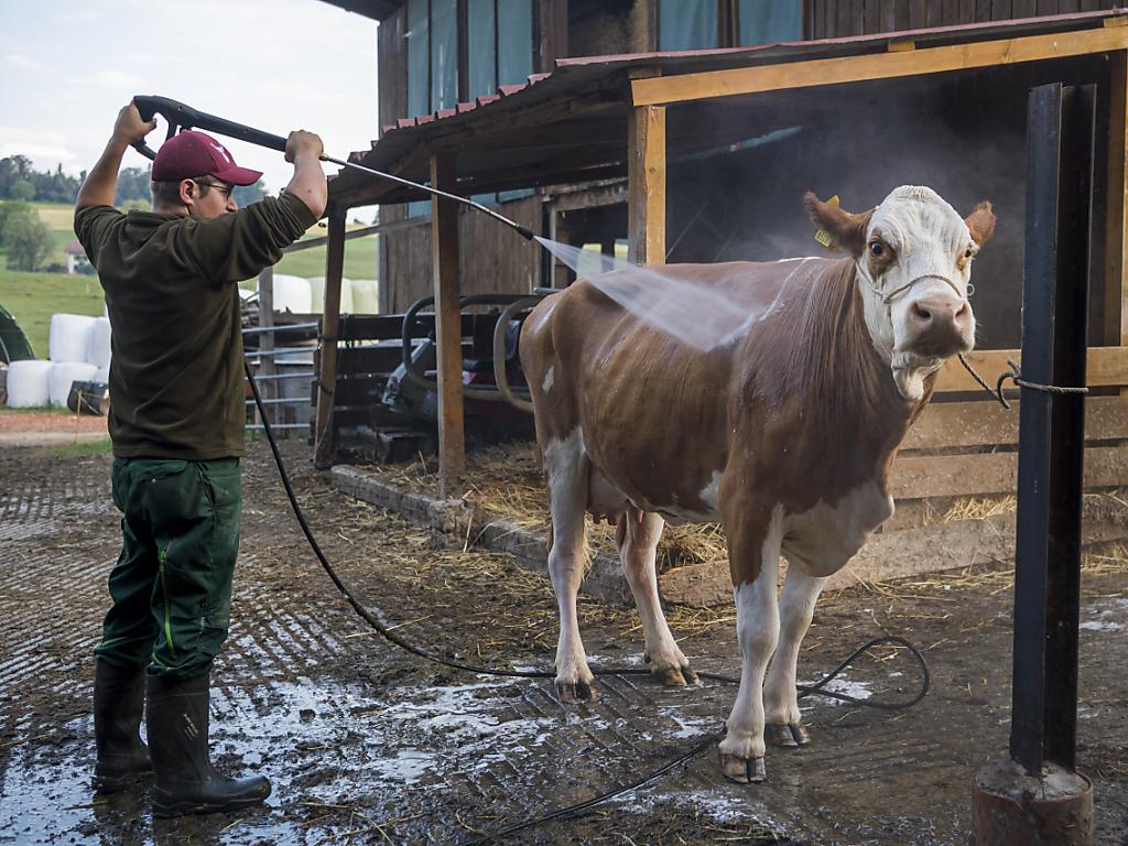 "Garbe" a pris ses quartiers avec ses congénères dans la Ferme - SWI ...
