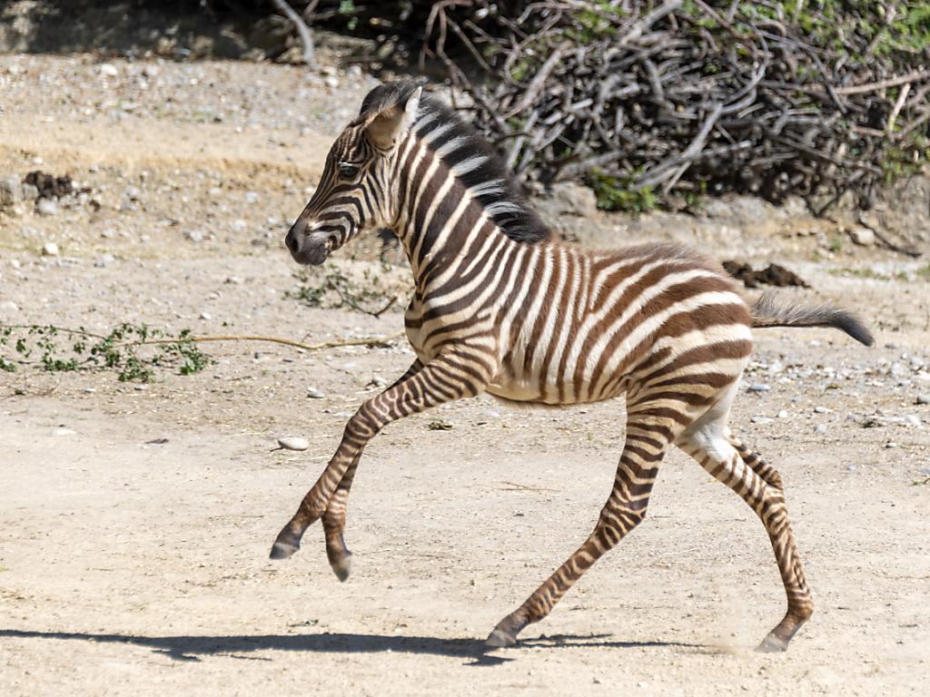 Zoo Basilea: novità per struzzi e zebre - SWI swissinfo.ch