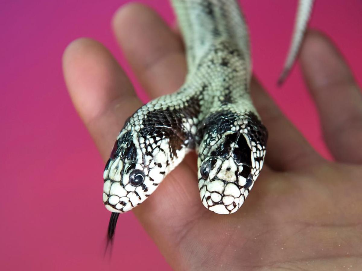 Le Serpent Le Plus Rare Du Monde