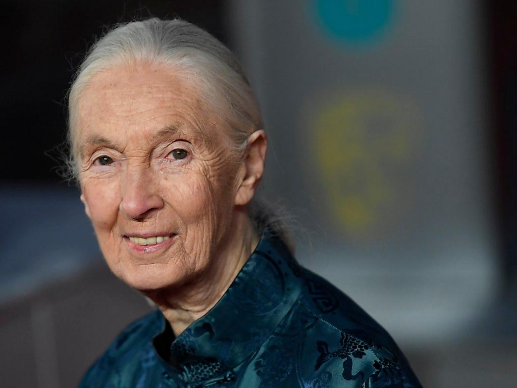 Uni Zürich: Affenforscherin Jane Goodall wird Ehrendoktorin - SWI ...