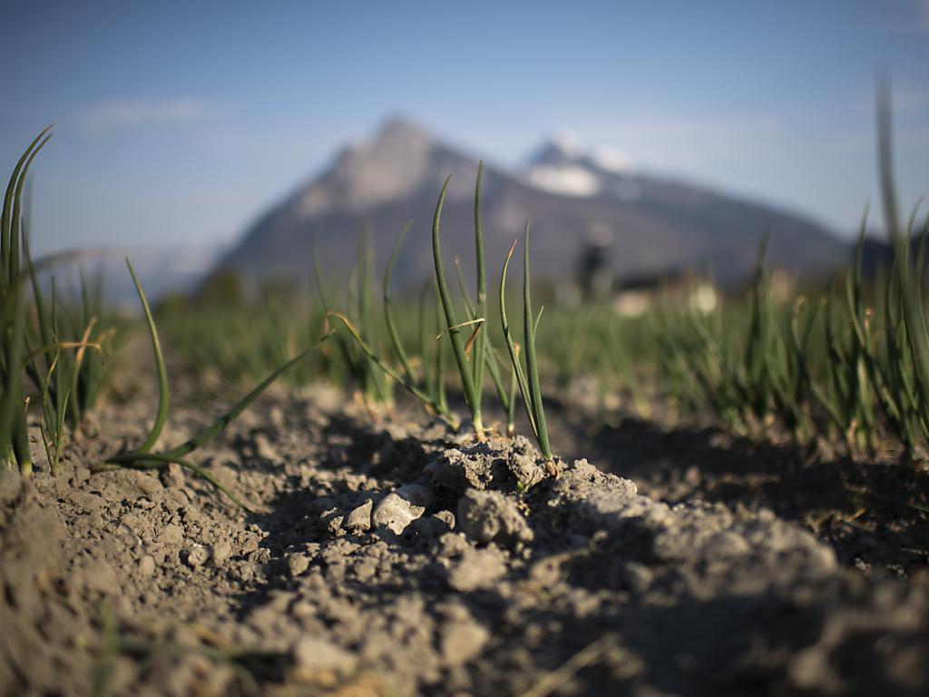 Trockenheit in der Schweiz spitzt sich zu - Feuerverbote und Brände - SWI swissinfo.ch