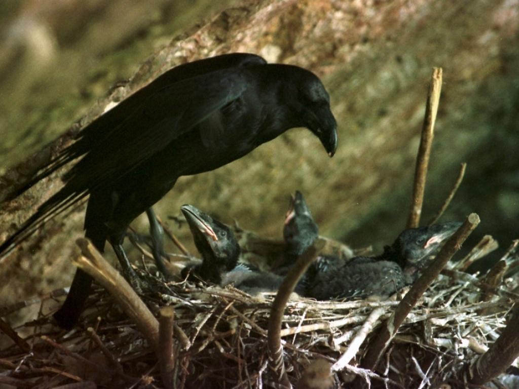 Schon junge Raben sind ebenso schlau wie Menschenaffen - SWI swissinfo.ch