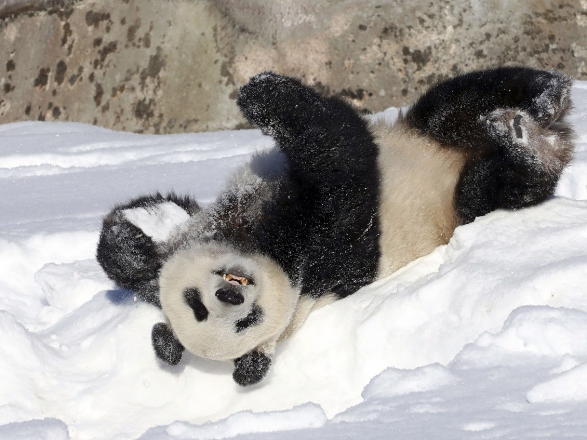 Panda Rossi Nella Neve Panda Rosso Nella Neve Foto Stock Alamy