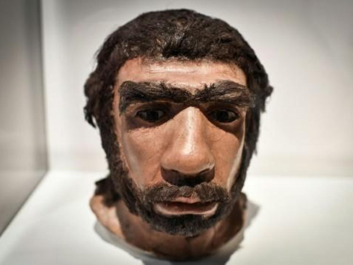 Diferencas Entre Neandertais E Humanos O Encontro Entre Neandertais E