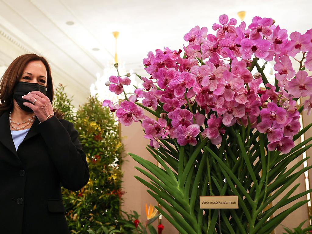 Papilionanda Kamala Harris: Orchidee nach US-Vizepräsidentin benannt ...