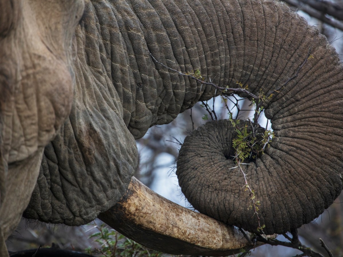 Sagoma Di Proboscide Di Elefante Immagini Di Illustrazione Sagoma Dell