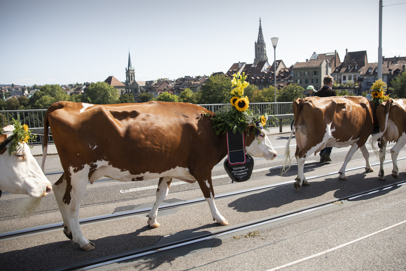 Switzerland Today - SWI swissinfo.ch