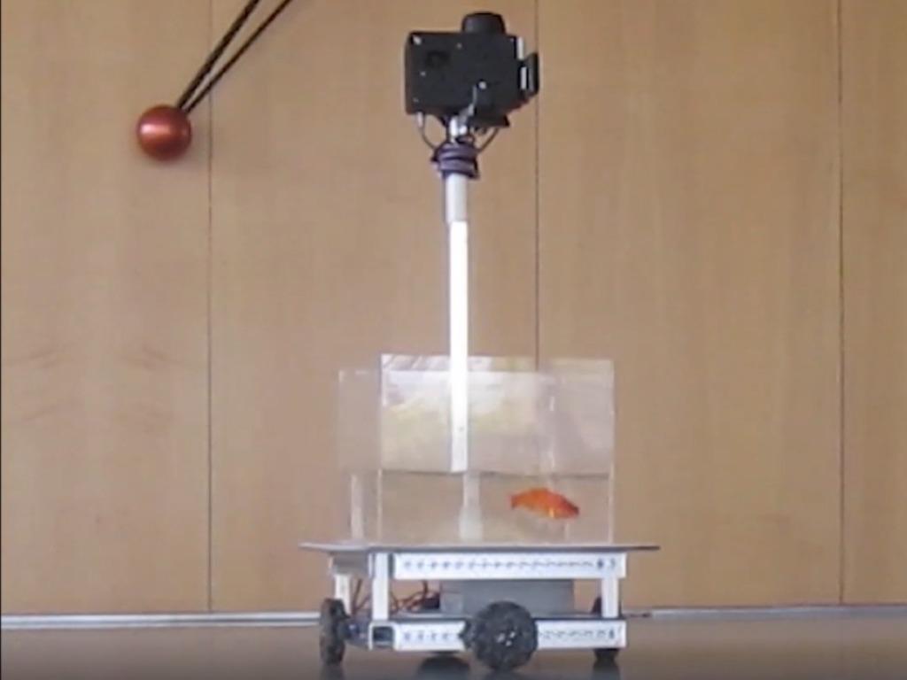 Un poisson rouge capable de conduire un véhicule - SWI swissinfo.ch