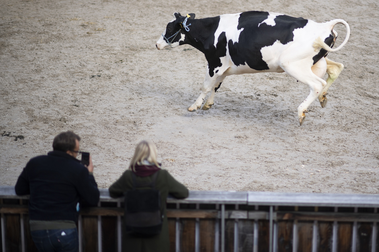 Switzerland today - SWI swissinfo.ch