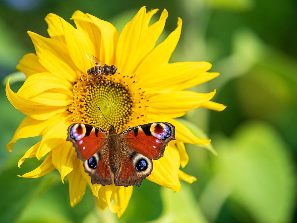 Nach Artenschutz-Abkommen: Umweltschützer mahnen Umsetzung an - SWI ...