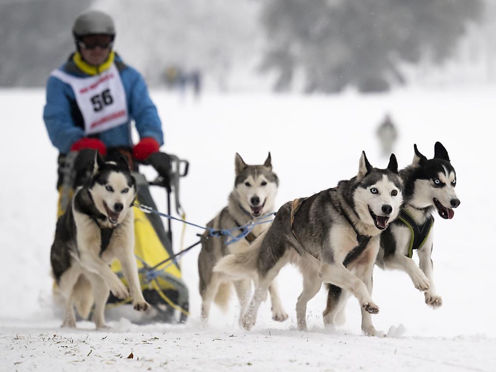 Succès pour les courses de chiens de traîneaux à Saignelégier (JU ...
