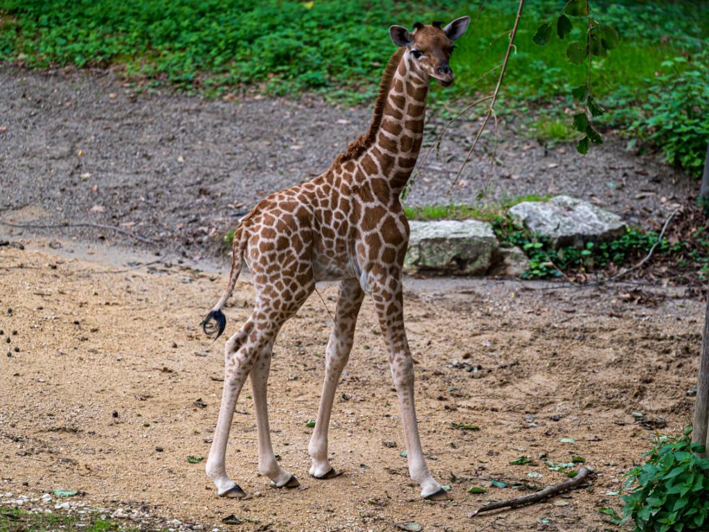 La toute jeune girafe Tufani a été euthanasiée au zoo de Bâle - SWI ...