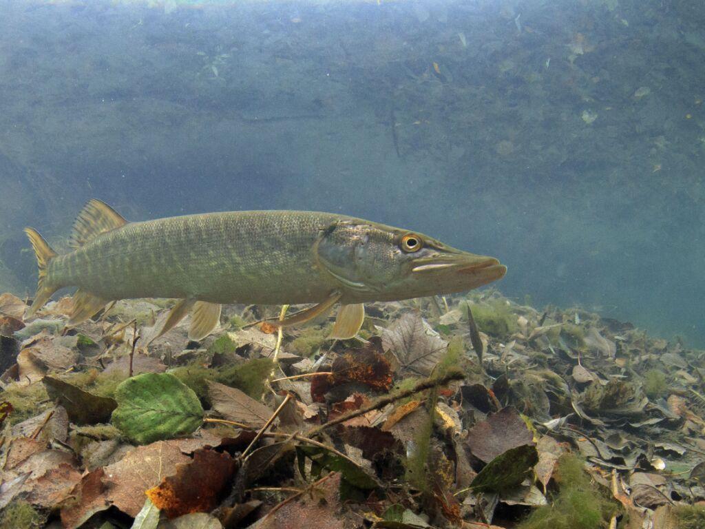 Il luccio, pesce dell'anno 2023 - SWI swissinfo.ch