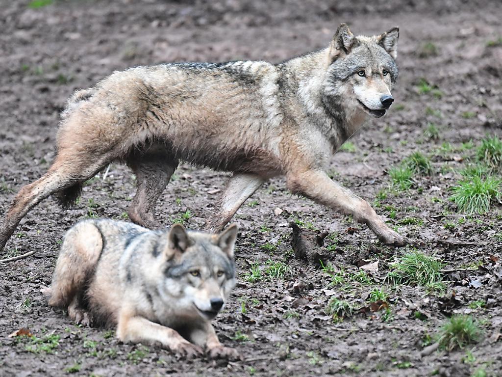 Plusieurs centaines de défenseurs du loup manifestent à Besançon - SWI ...