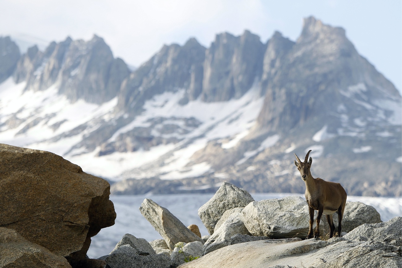 Switzerland Today - SWI swissinfo.ch