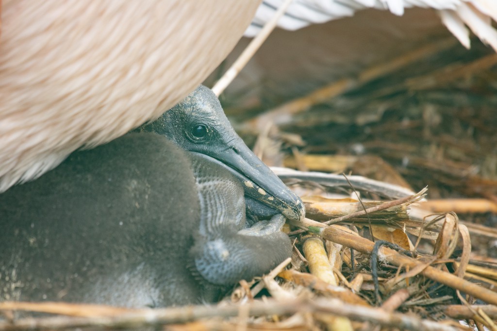 First pelican chicks born in Basel for almost 20 years - SWI swissinfo.ch