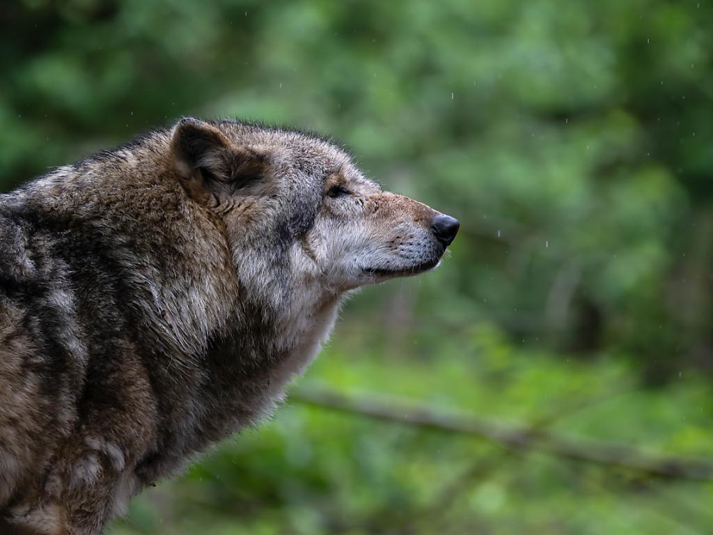 SG: lupo moribondo abbattuto da un guardiacaccia a Valens - SWI ...