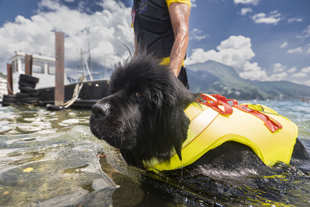 Switzerland Today - SWI swissinfo.ch