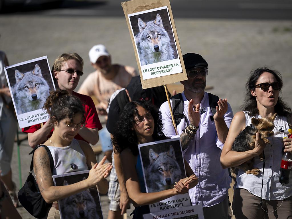 Pétition: plus de 48'000 signatures contre le tir des loups - SWI ...