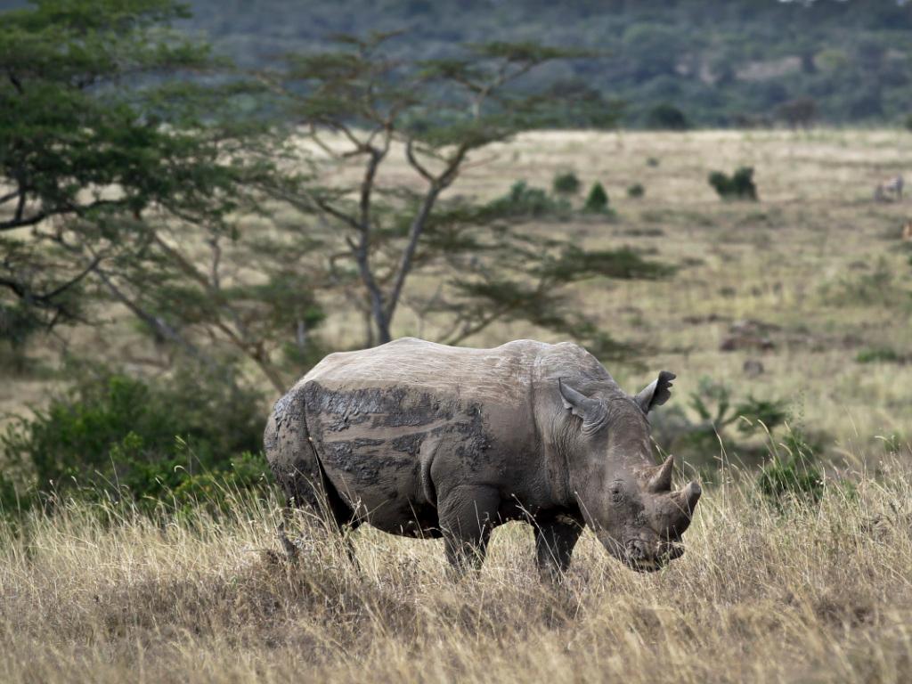 Le nombre de rhinocéros augmente en Afrique, selon une ONG - SWI ...