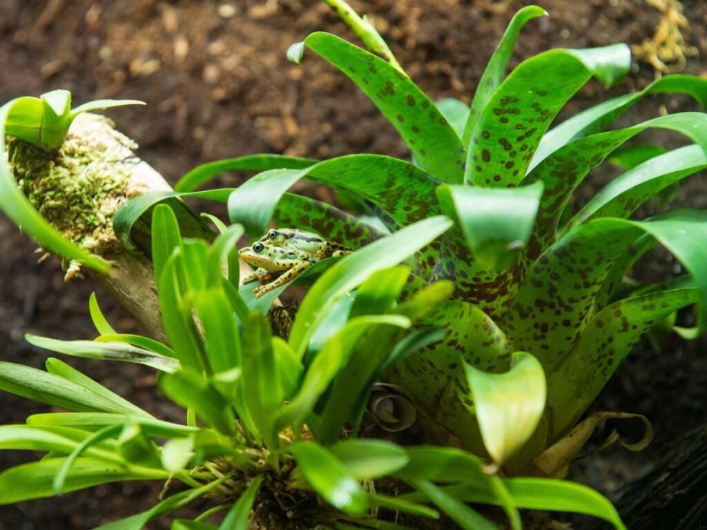 Zoo Basilea salva specie di rospi da estinzione grazie a privati - SWI ...