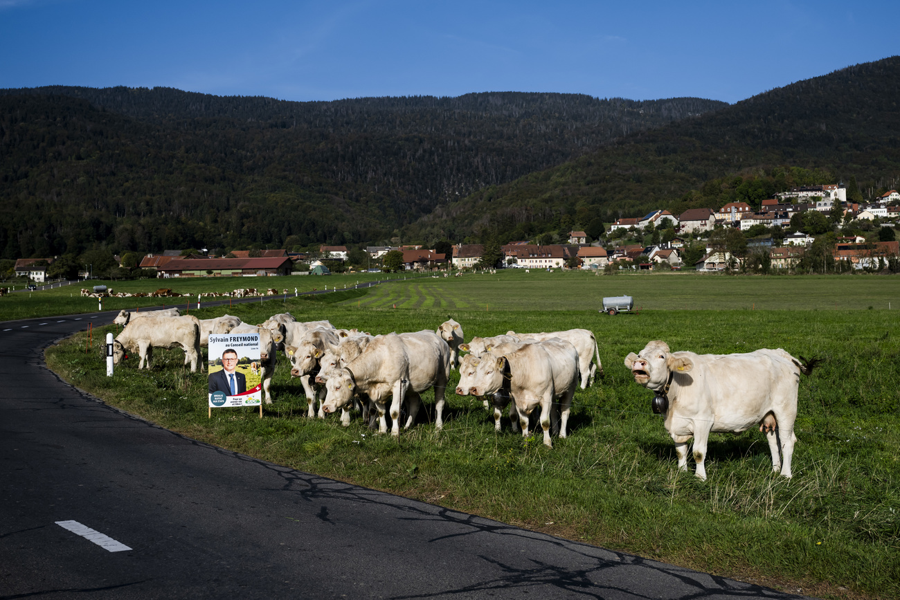 Switzerland Today - SWI swissinfo.ch