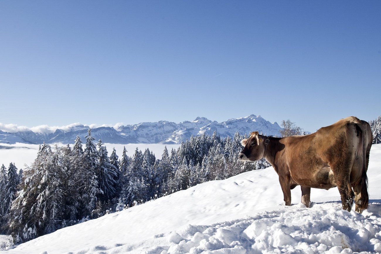 Switzerland Today - SWI swissinfo.ch