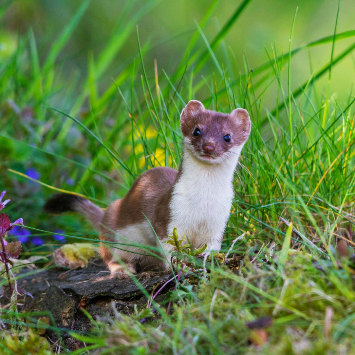 pet stoat weasel