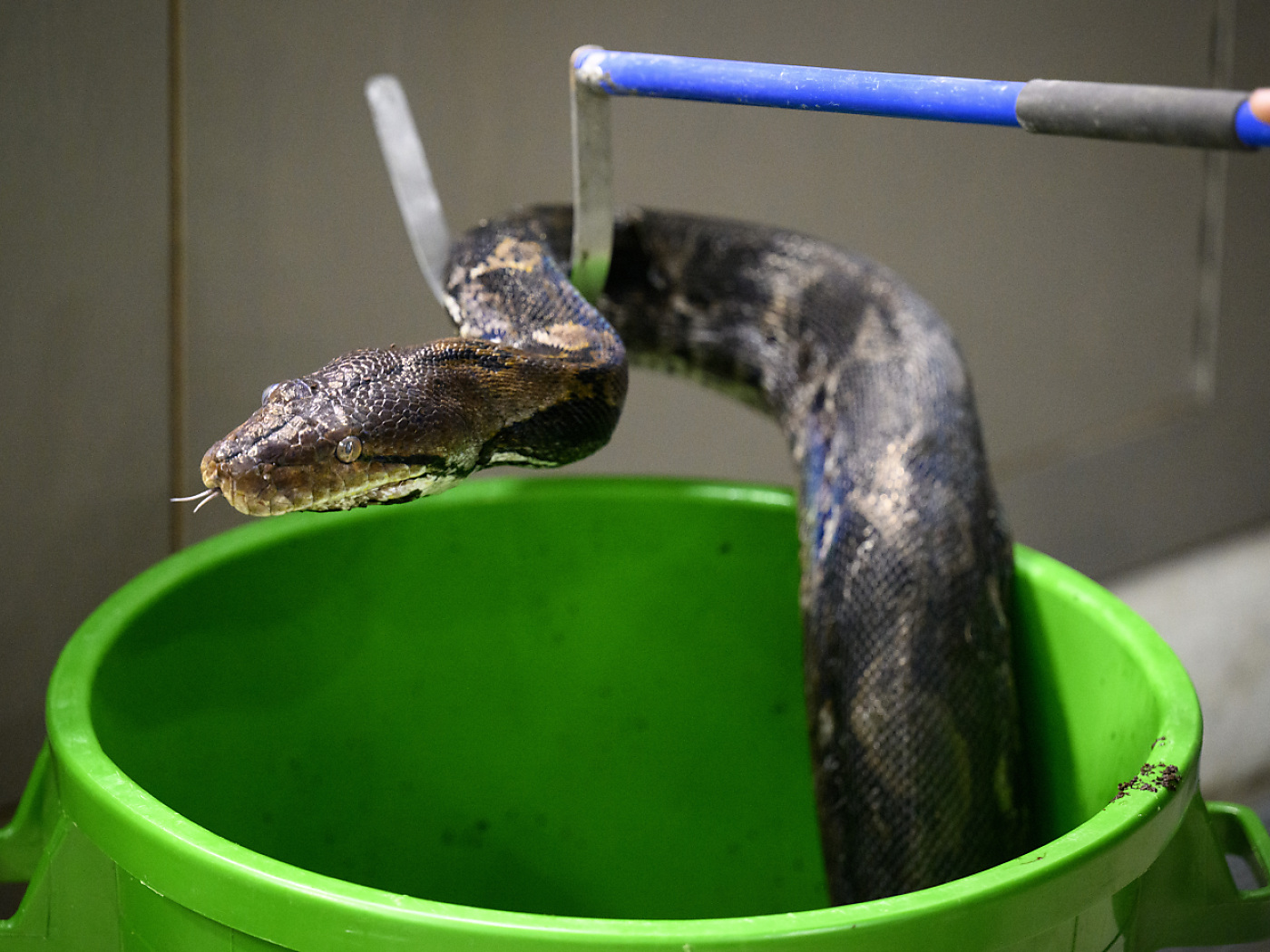 Netzpython verspeist 45-jährige Frau in Indonesien - SWI swissinfo.ch