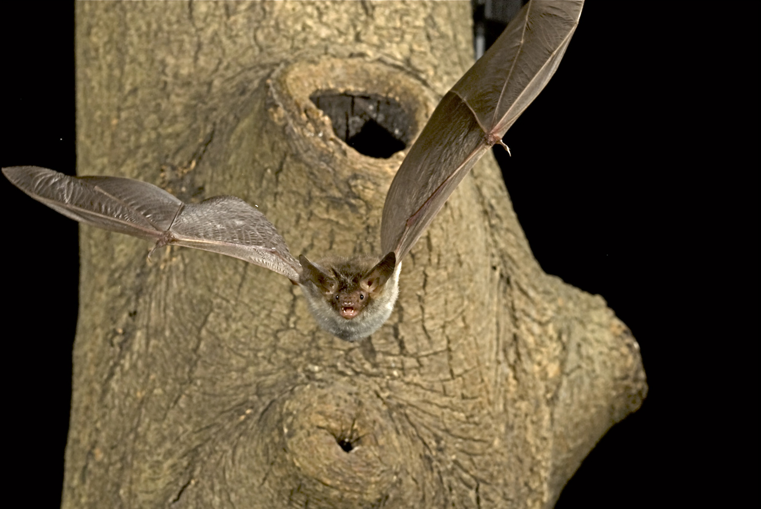 Bats can make friends too - SWI swissinfo.ch